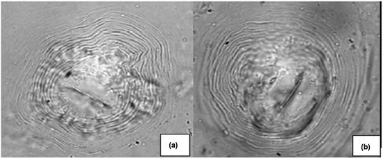 Status of Root-Knot Nematode (Meloidogyne Species) and Fusarium Wilt ...