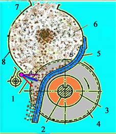 Influence of the Ginning Process on the Quality of Raw Cotton