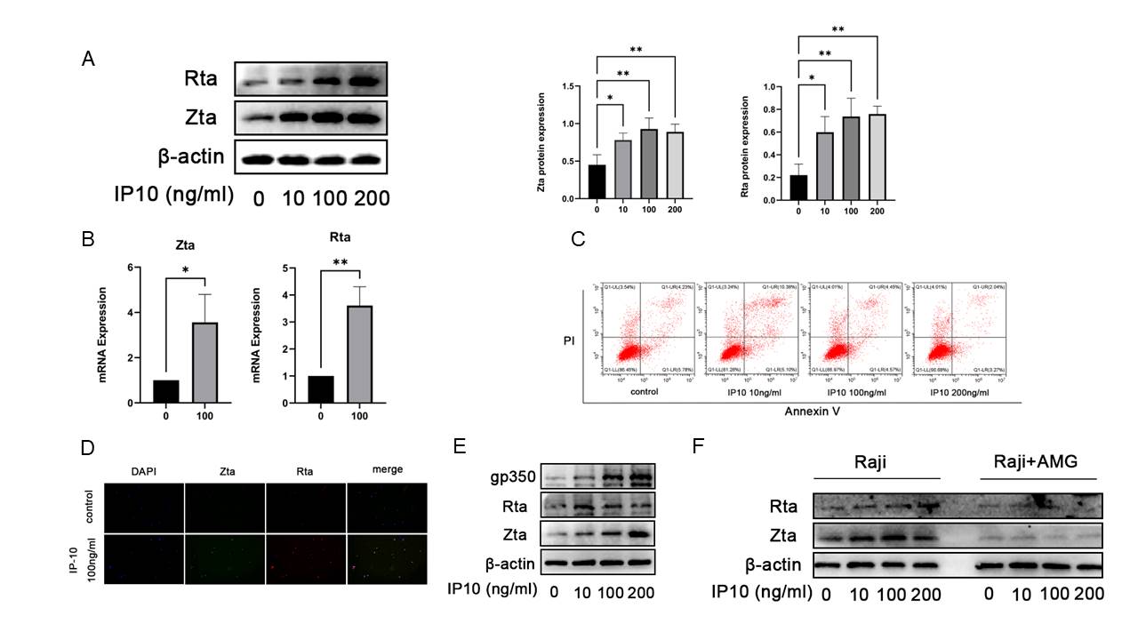 CXCL10 Induces Lytic Reactivation of EBV through EXTL1