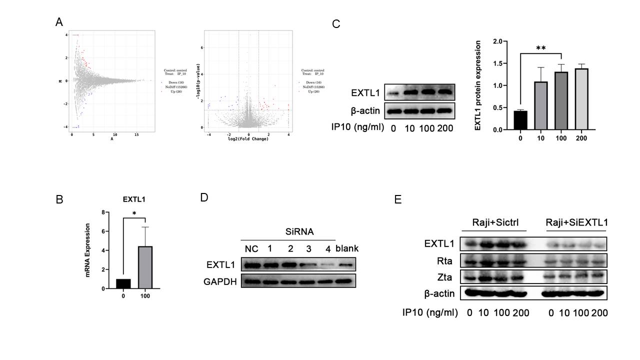 CXCL10 Induces Lytic Reactivation of EBV through EXTL1