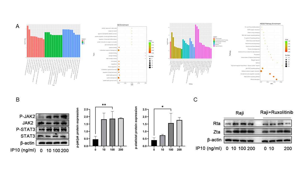 CXCL10 Induces Lytic Reactivation of EBV through EXTL1