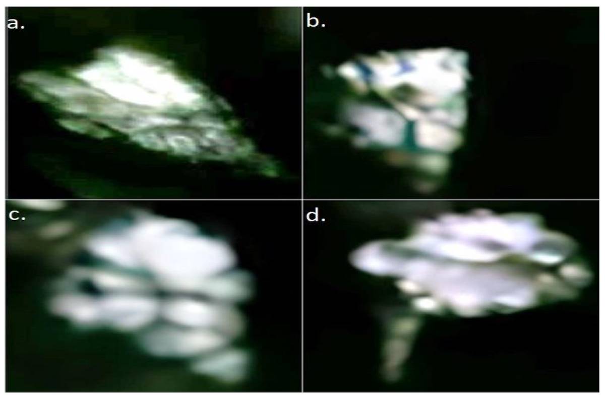 Plasmas: A Fourth Domain of Life? RNA, DNA, Consciousness and ...