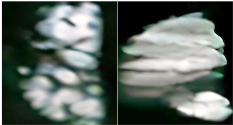 Plasmas: A Fourth Domain of Life? RNA, DNA, Consciousness and ...