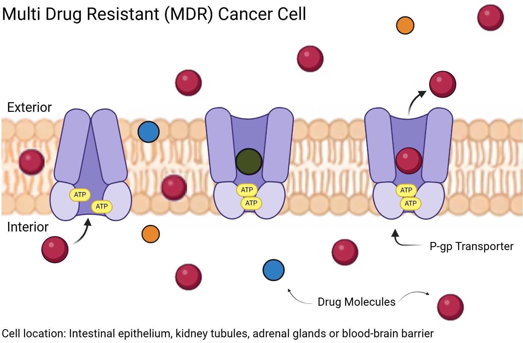 Role of P-Gp in Treatment of Cancer