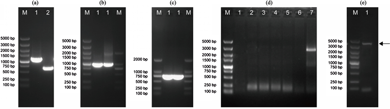 The Amplification and Application of Ribosomal RNA (rDNA) Gene ...