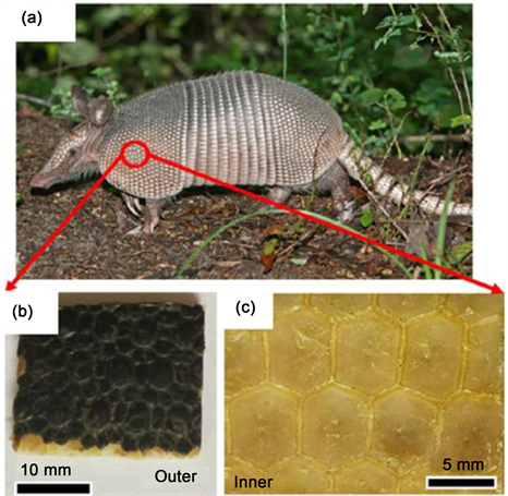 Bio-Inspired of Pyramidical Concrete Barrier Walls against the Effects ...