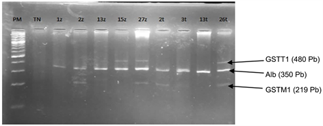 Modification of the Genetic Polymorphism of Glutathione-S-Transferase ...
