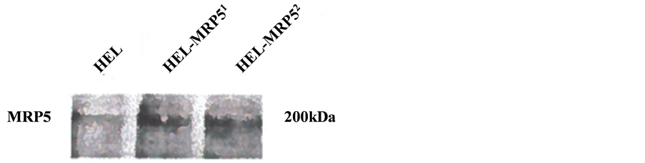 The Effect of MRP5-Expression on Human Erythroleukemia (HEL) Cell ...