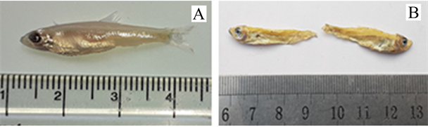 Morphology and Molecular Identification of Dry Fish Fungus ...