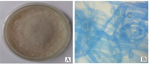 Morphology and Molecular Identification of Dry Fish Fungus ...