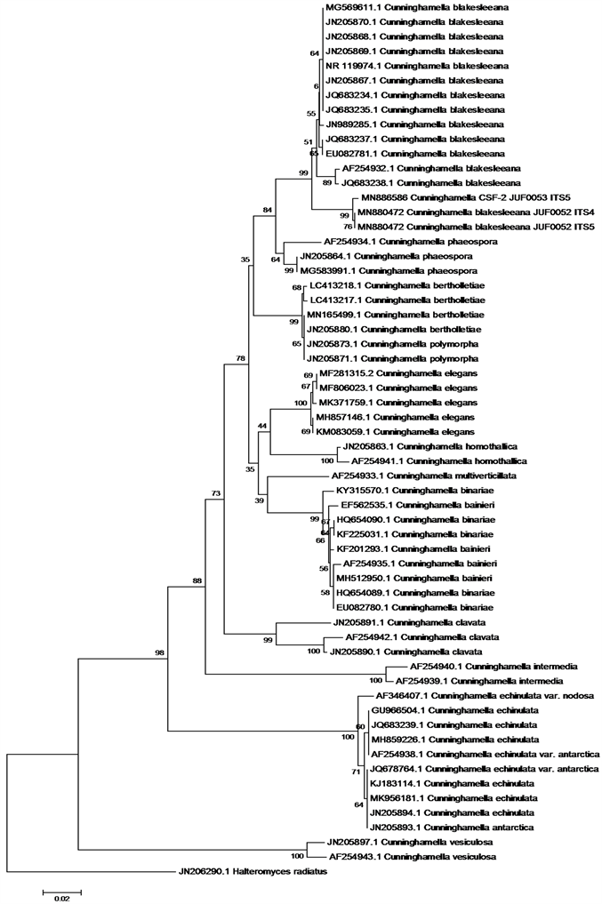 Morphology and Molecular Identification of Dry Fish Fungus ...