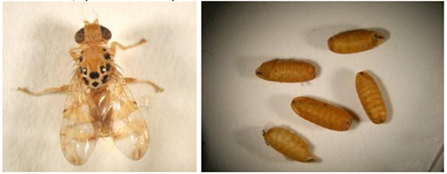 The Study of Allelochemicals of the Melon Fly (Myiopardalis pardalina ...