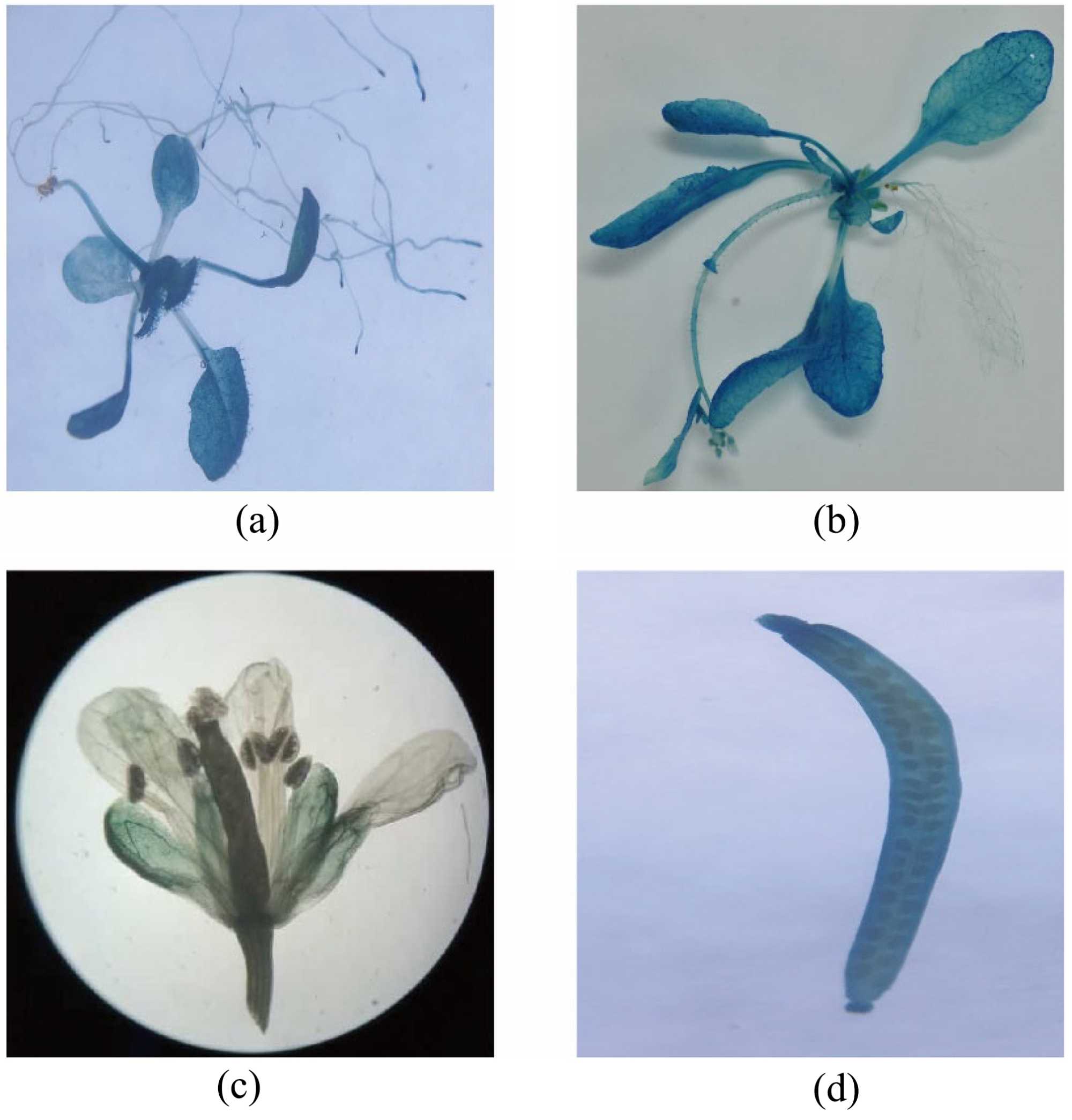 Expression Pattern, Interaction Network, and Functional Analysis of the ...