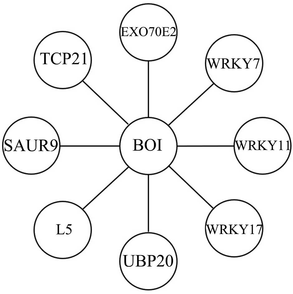 Expression Pattern, Interaction Network, and Functional Analysis of the ...