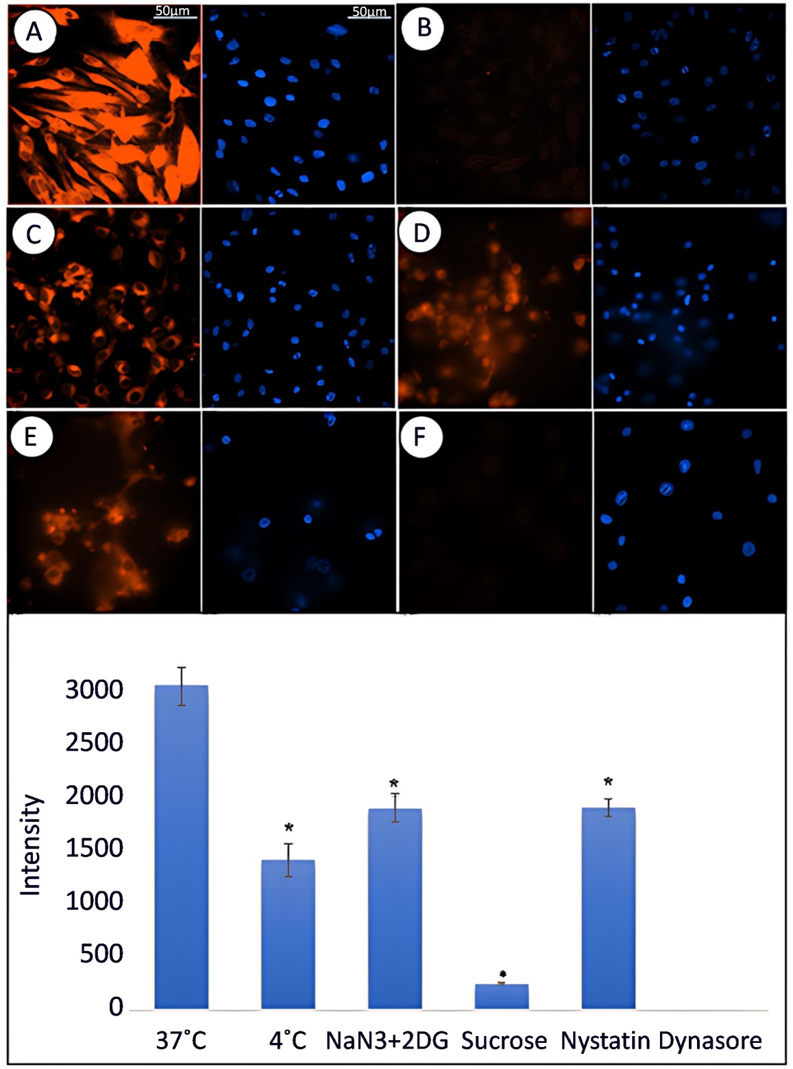 Active Transport of Therapeutic Triblock Amphiphilic Polymer Poloxamer ...